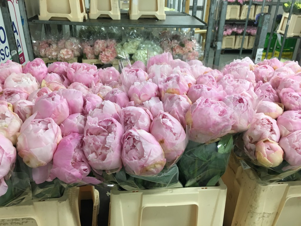 TEN things you need to know about peonies… – The Flower Press