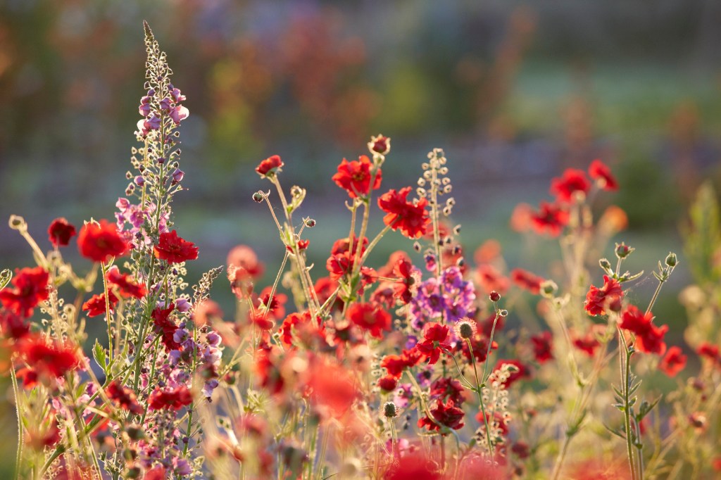 Growing flowers for art sake – The Flower Press