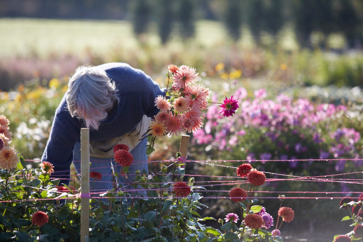 Growing flowers for art sake – The Flower Press