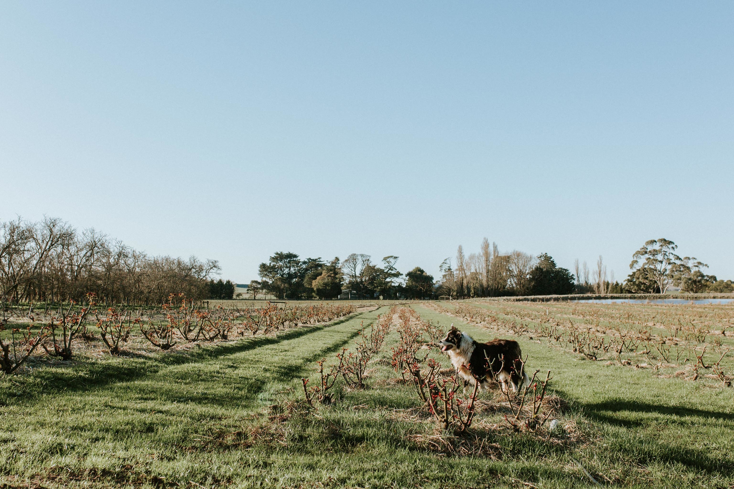 Soho Rose Farm thrives in new home – The Flower Press